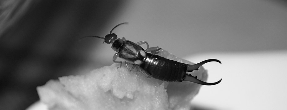 Ultra Power Natural Insect Killer Bomb - 150ml Aerosol Twin Pack